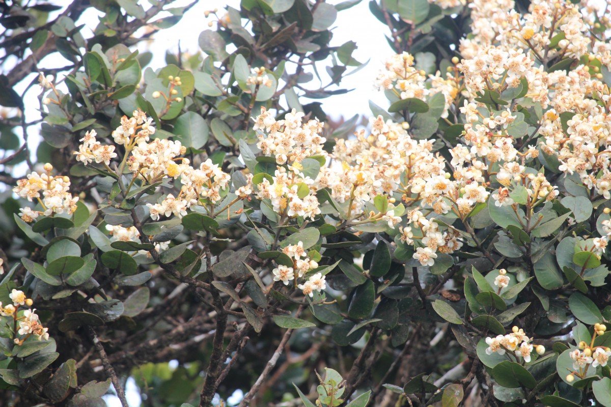 Flora of Sri Lanka
