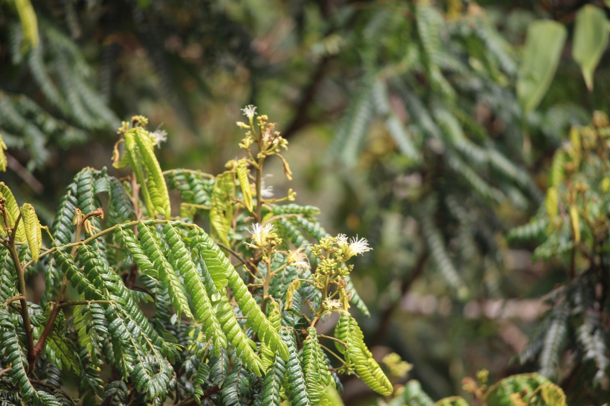 Flora of Sri Lanka