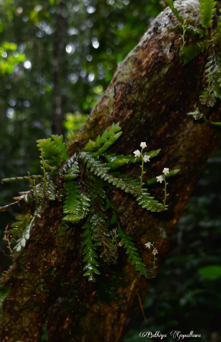 Flora of Sri Lanka