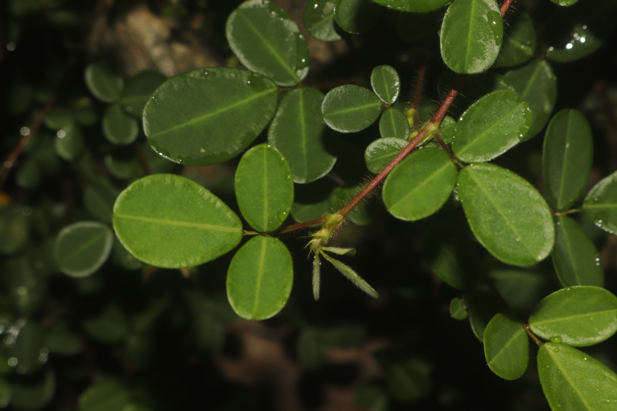 Flora of Sri Lanka