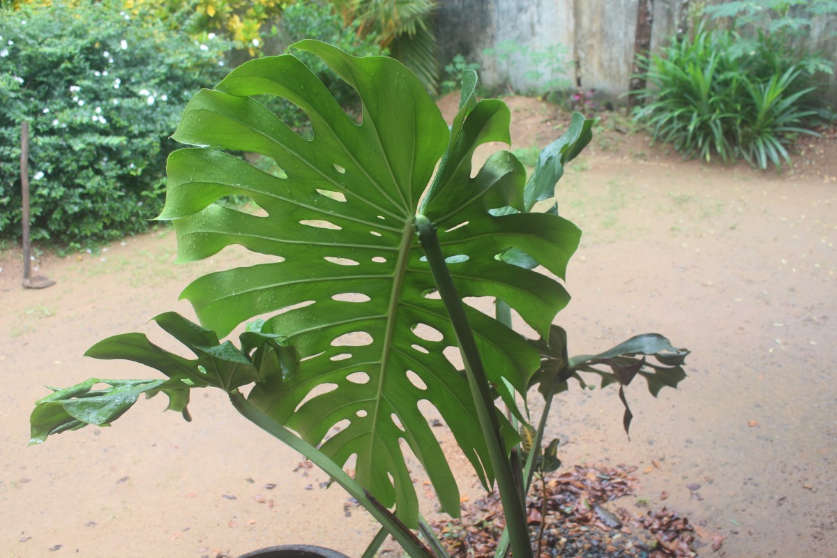 Flora of Sri Lanka