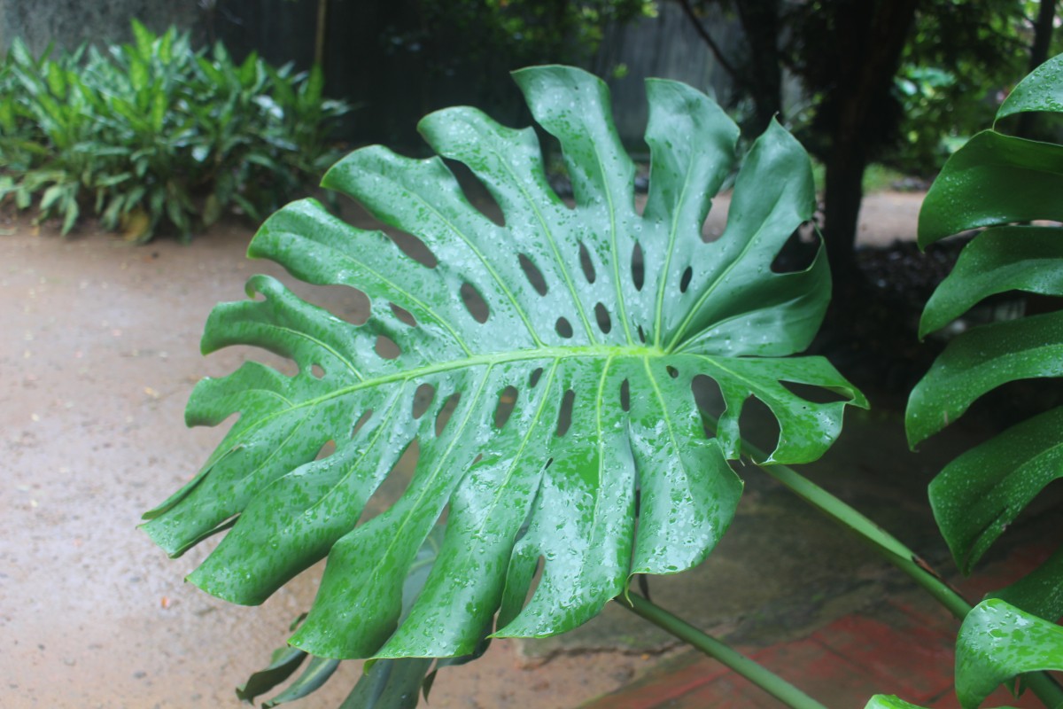 Flora of Sri Lanka