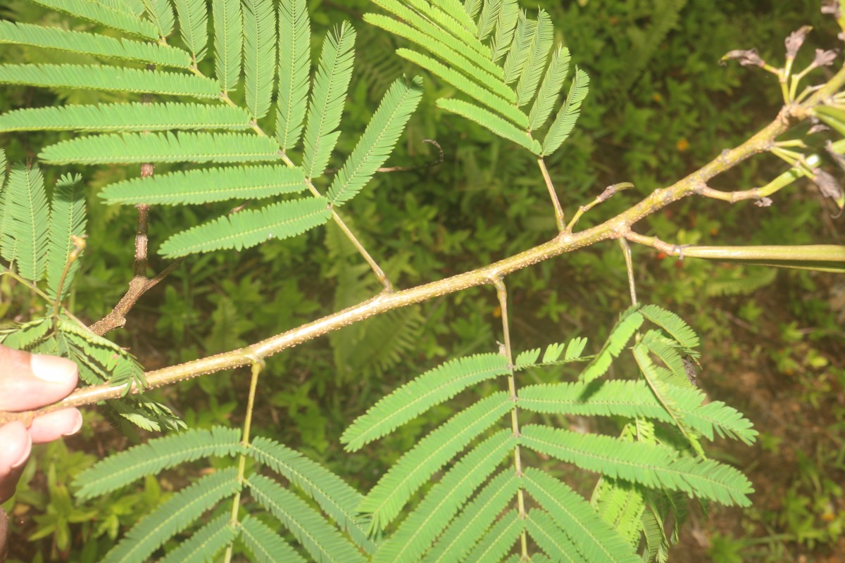 Flora of Sri Lanka