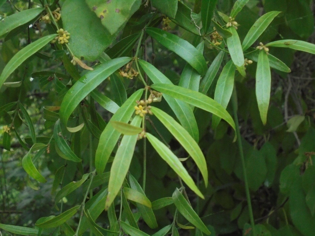 Flora of Sri Lanka