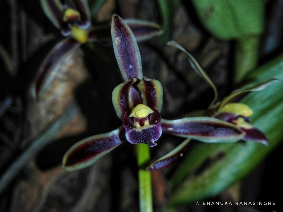 Flora of Sri Lanka