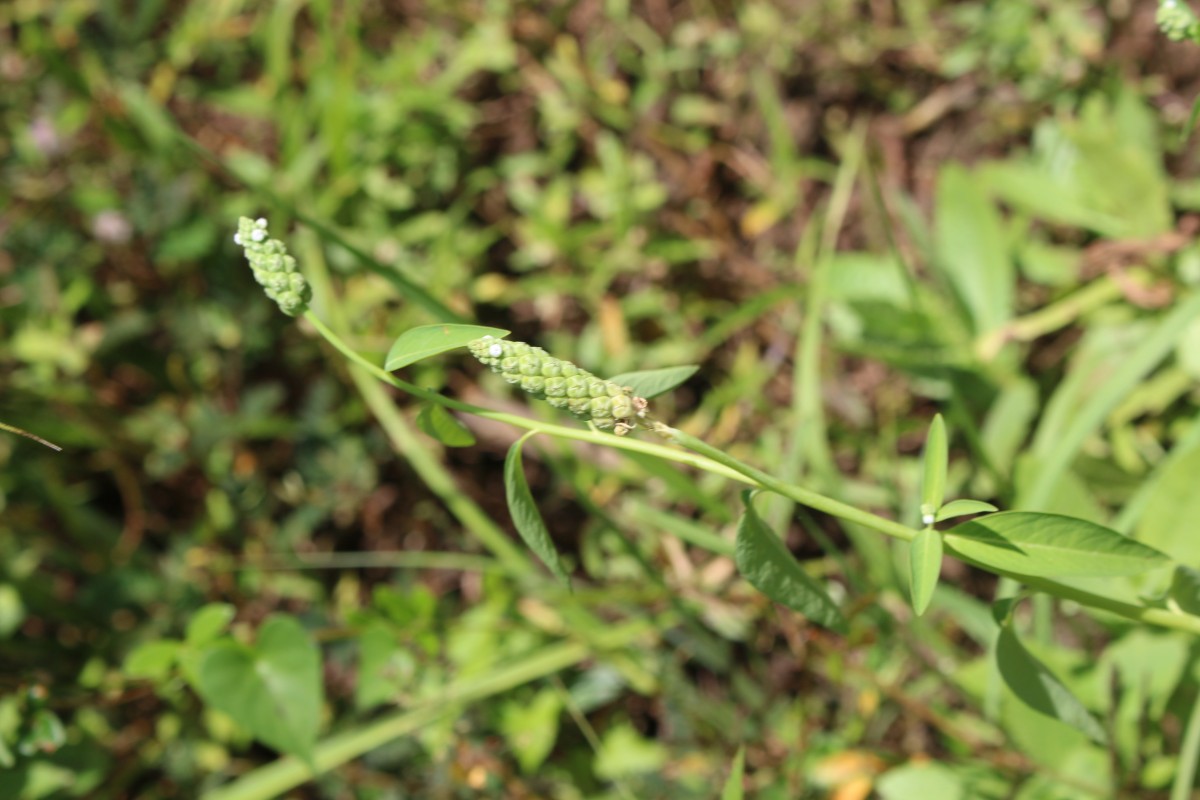 Flora of Sri Lanka