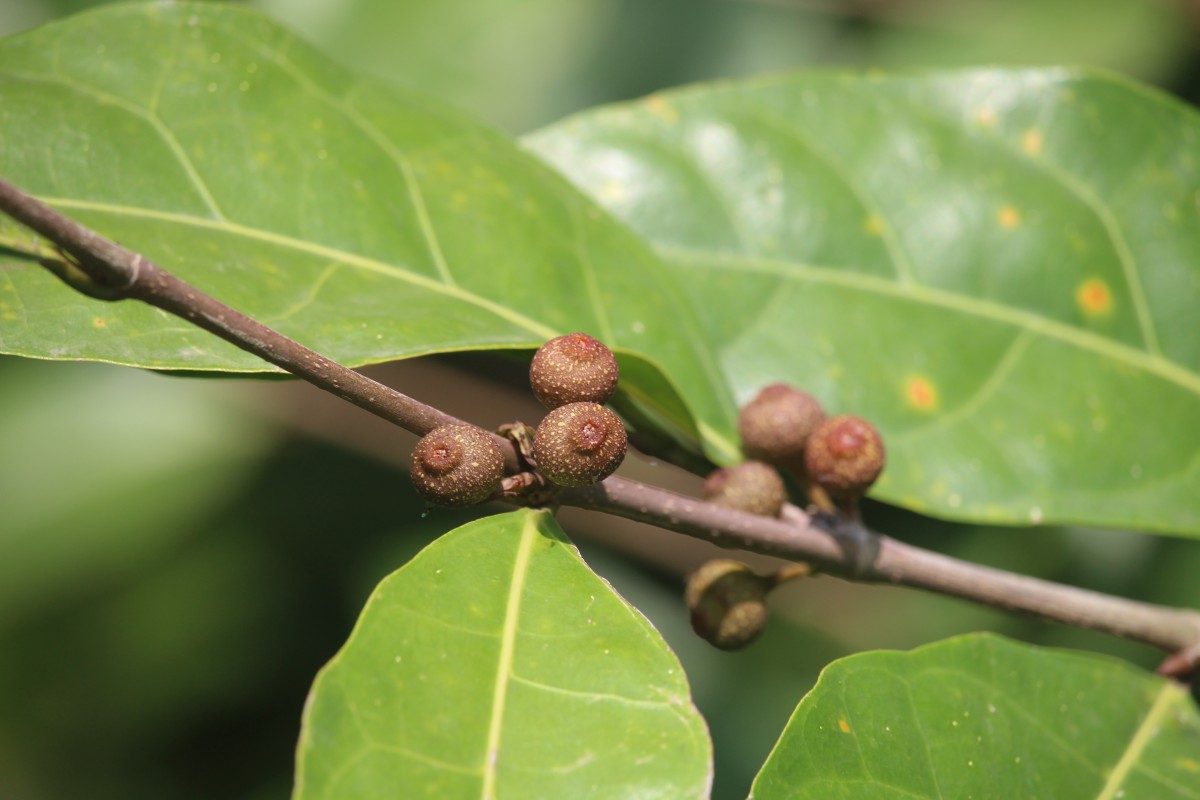 Flora of Sri Lanka