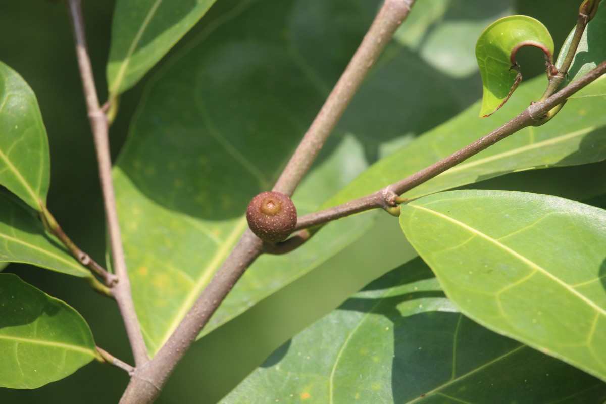 Flora of Sri Lanka