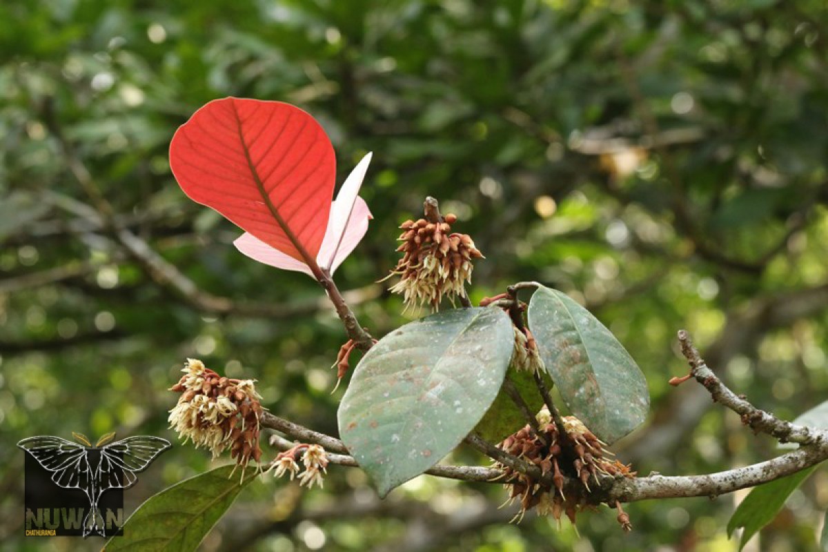 Flora of Sri Lanka