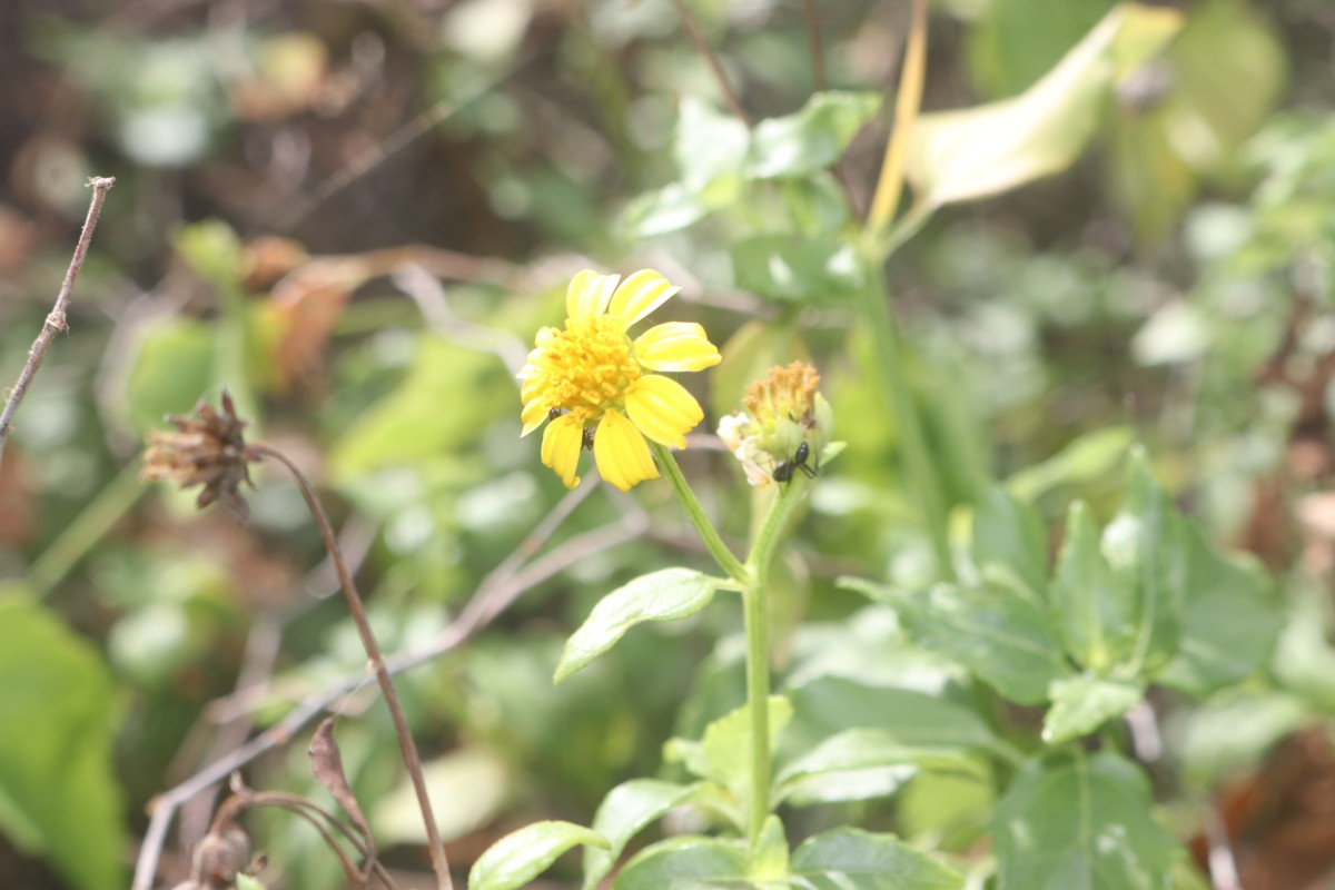 Flora of Sri Lanka