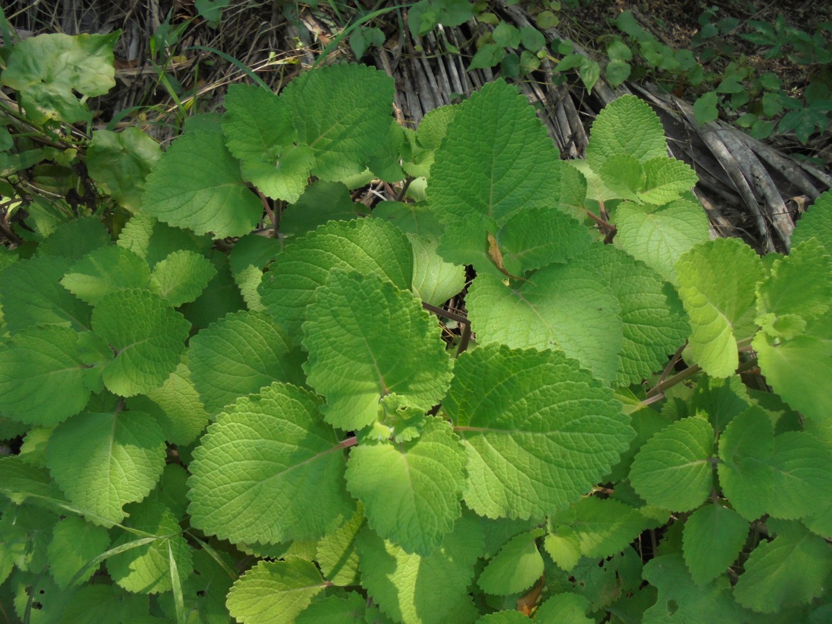 Flora of Sri Lanka