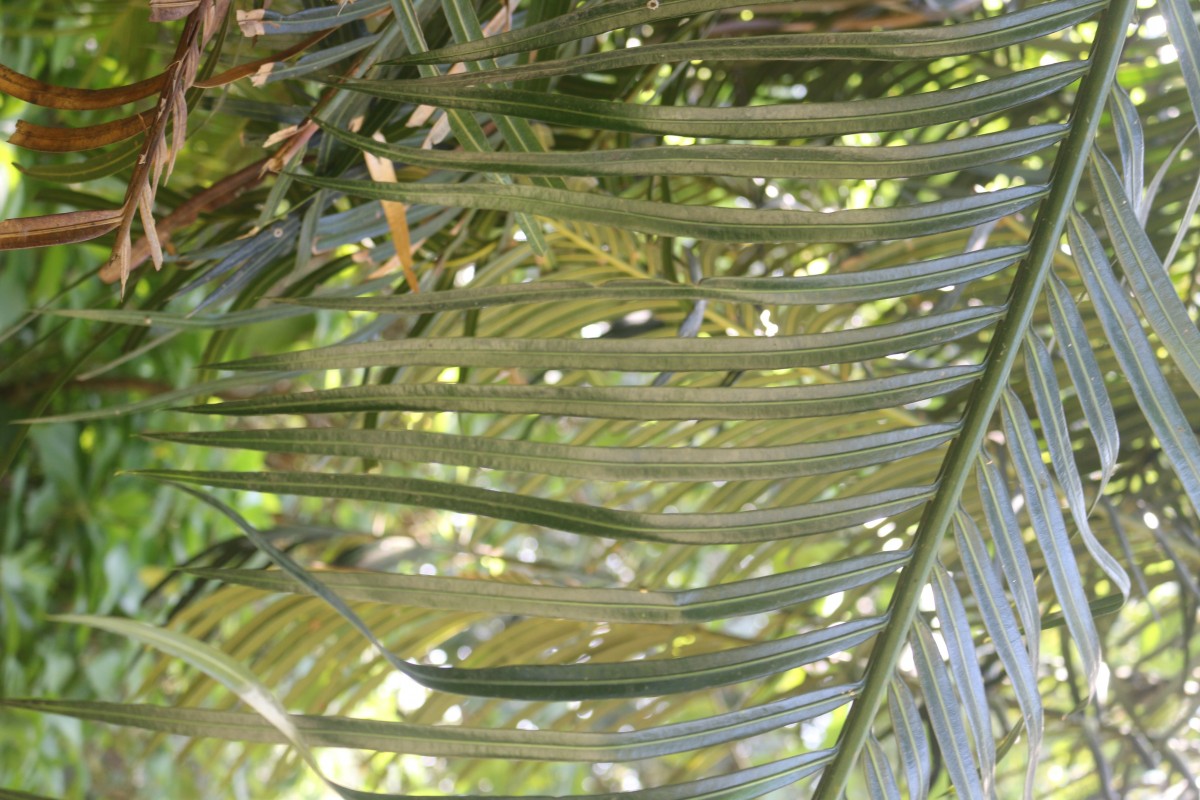 Flora of Sri Lanka