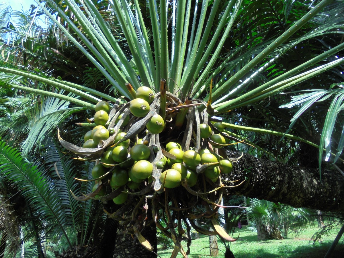 Flora of Sri Lanka