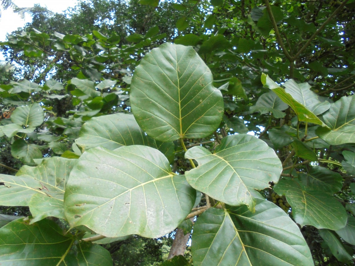 Flora of Sri Lanka