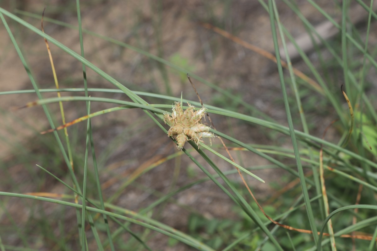 Flora of Sri Lanka
