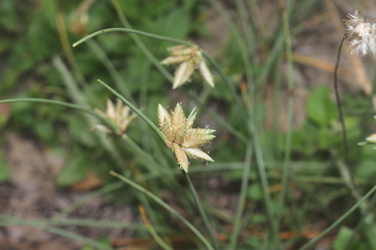 Flora of Sri Lanka