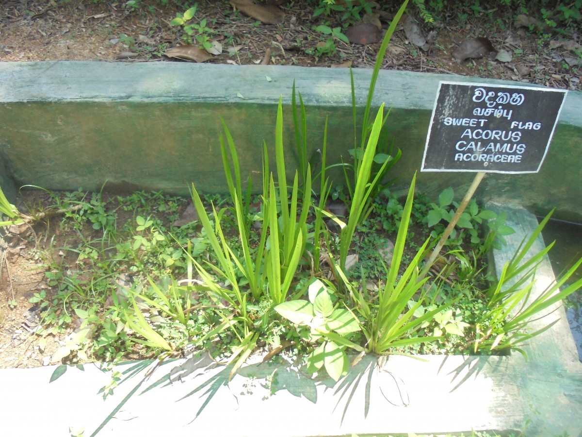 Flora of Sri Lanka
