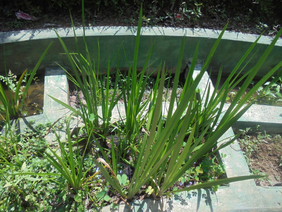 Flora of Sri Lanka