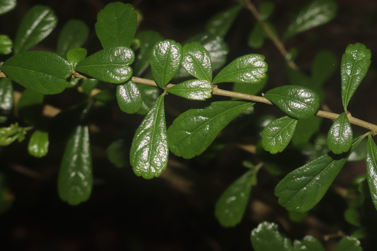 Flora of Sri Lanka