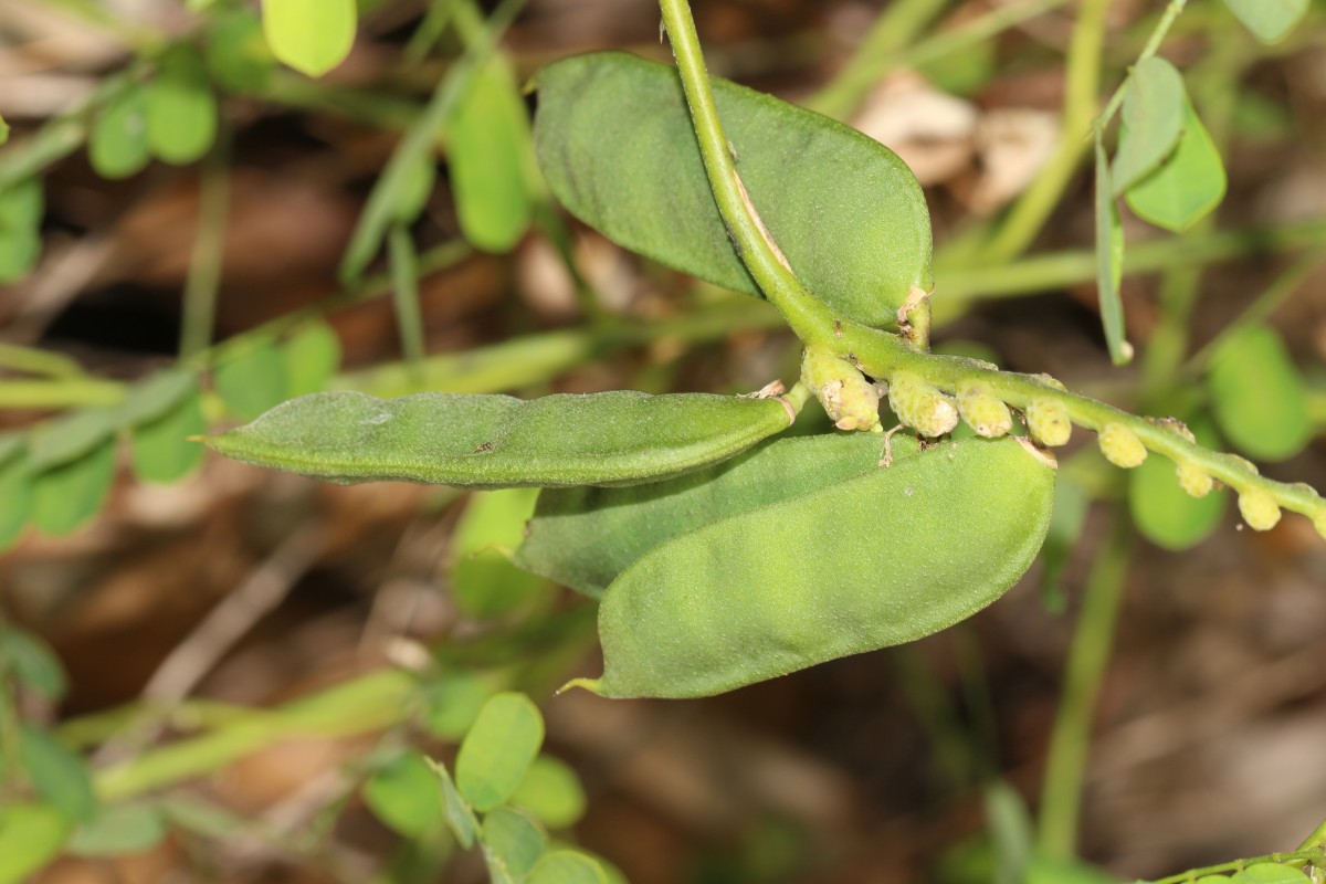 Flora of Sri Lanka