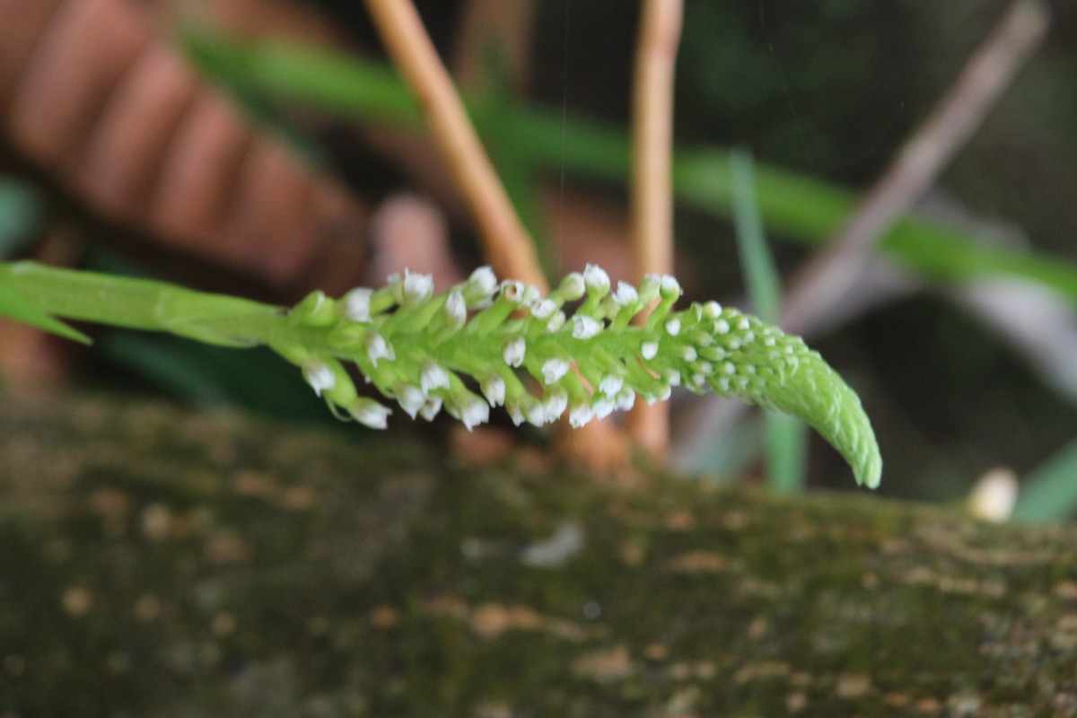 Flora of Sri Lanka