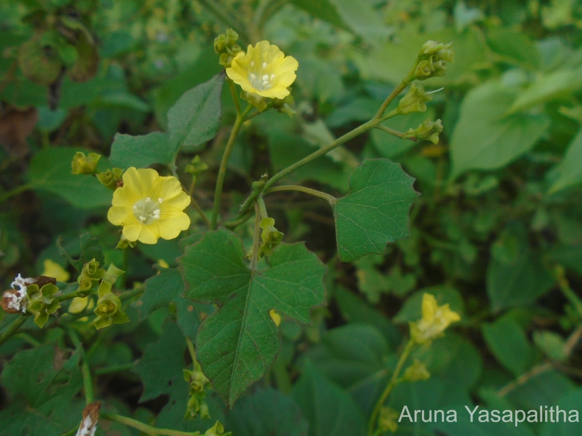 Flora of Sri Lanka