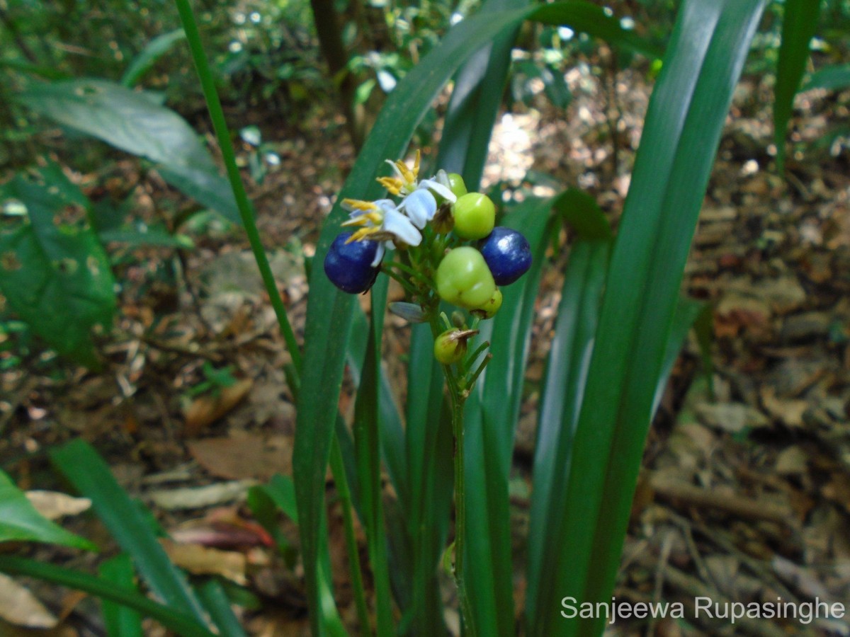 Flora of Sri Lanka