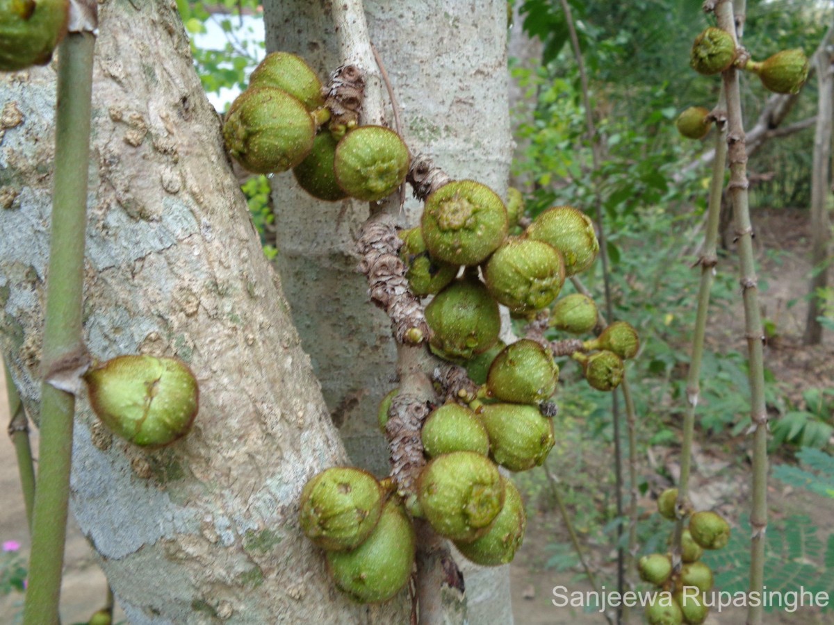 Flora of Sri Lanka