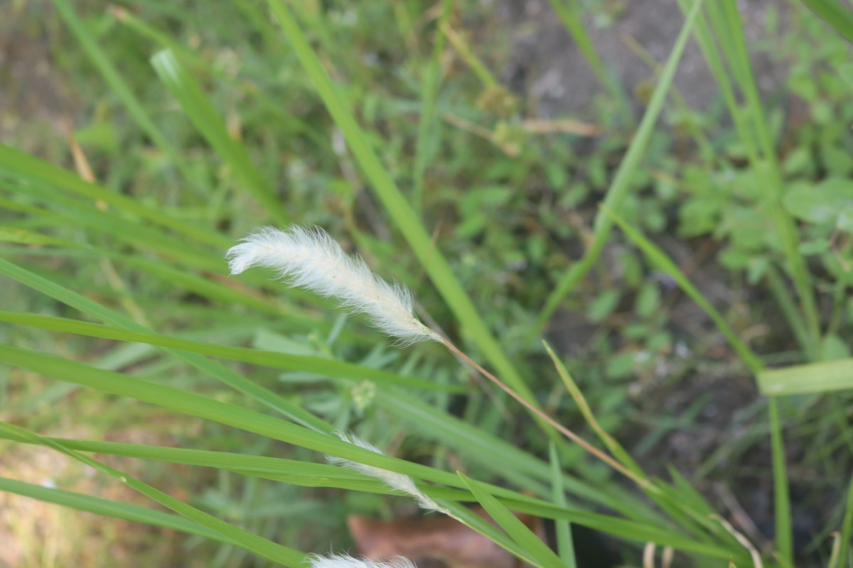 Flora of Sri Lanka
