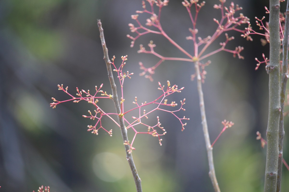 Flora of Sri Lanka
