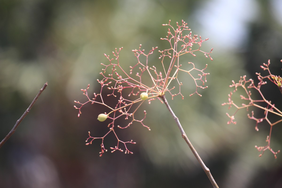 Flora of Sri Lanka