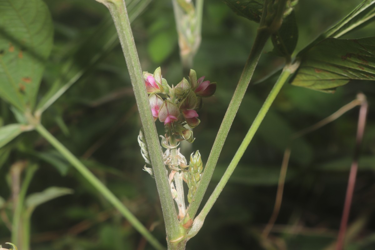 Flora of Sri Lanka