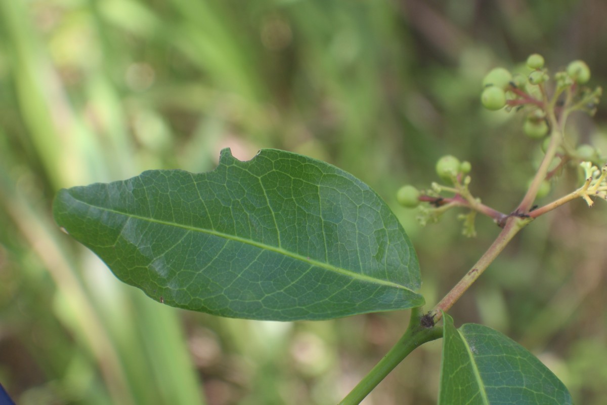 Flora of Sri Lanka