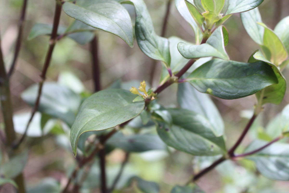 Flora of Sri Lanka