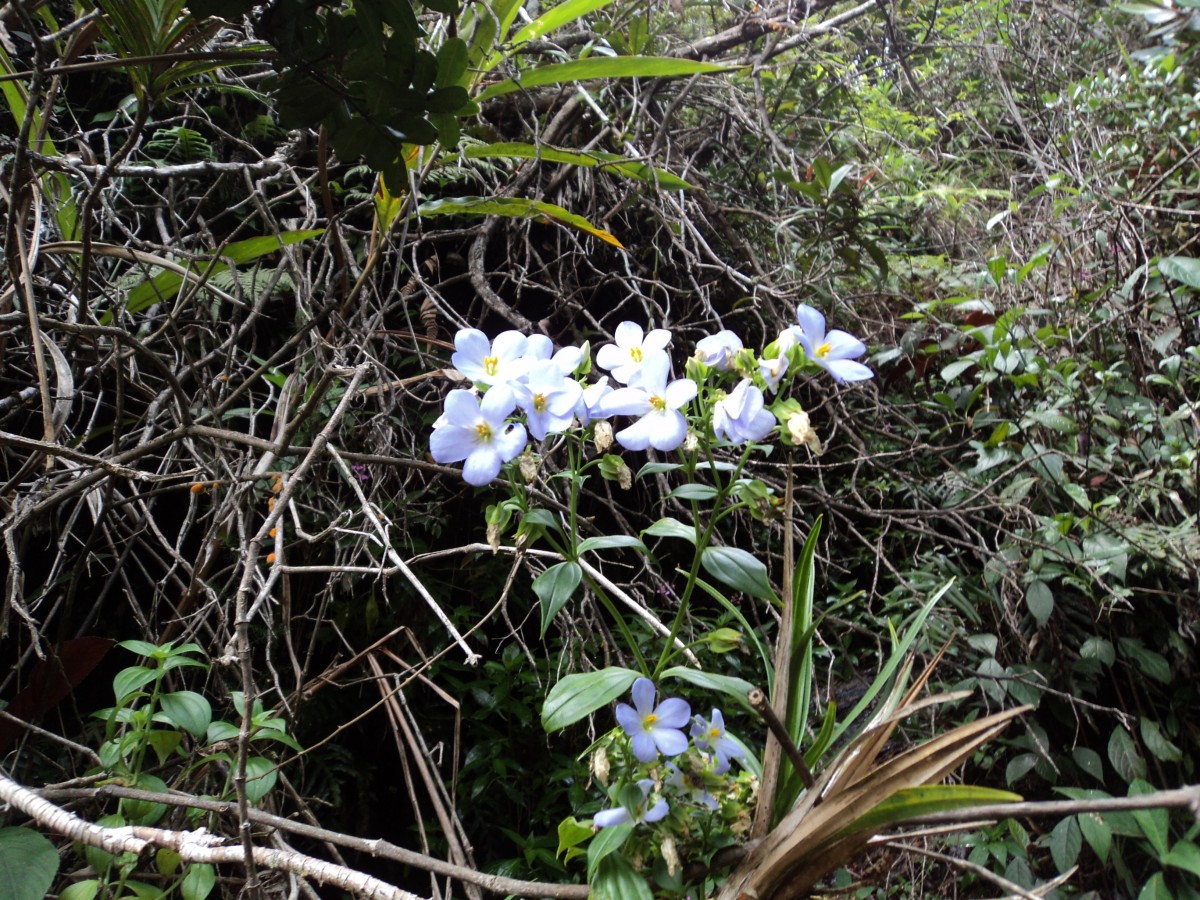Flora of Sri Lanka