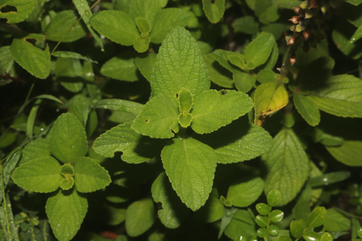 Flora of Sri Lanka
