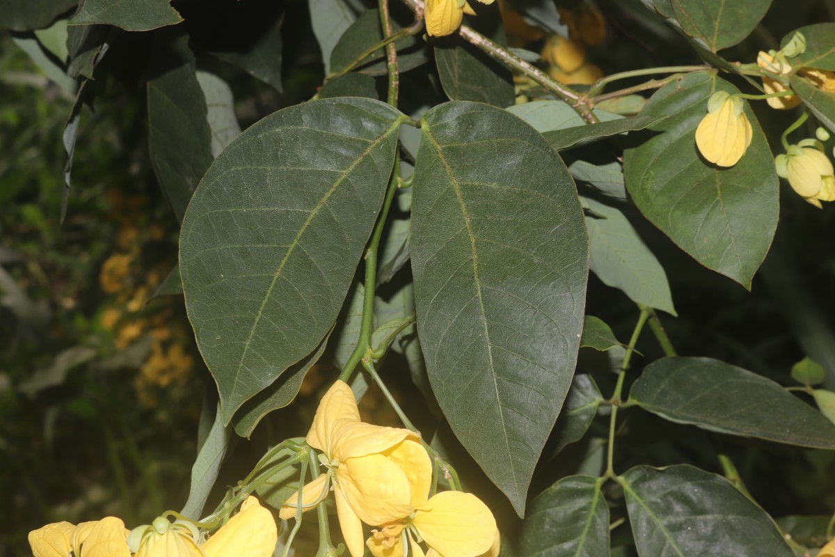 Flora of Sri Lanka