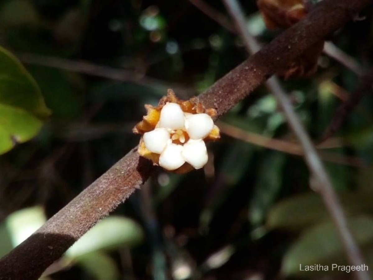 Flora of Sri Lanka