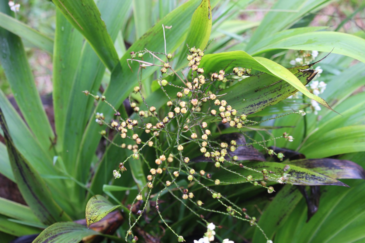Flora of Sri Lanka