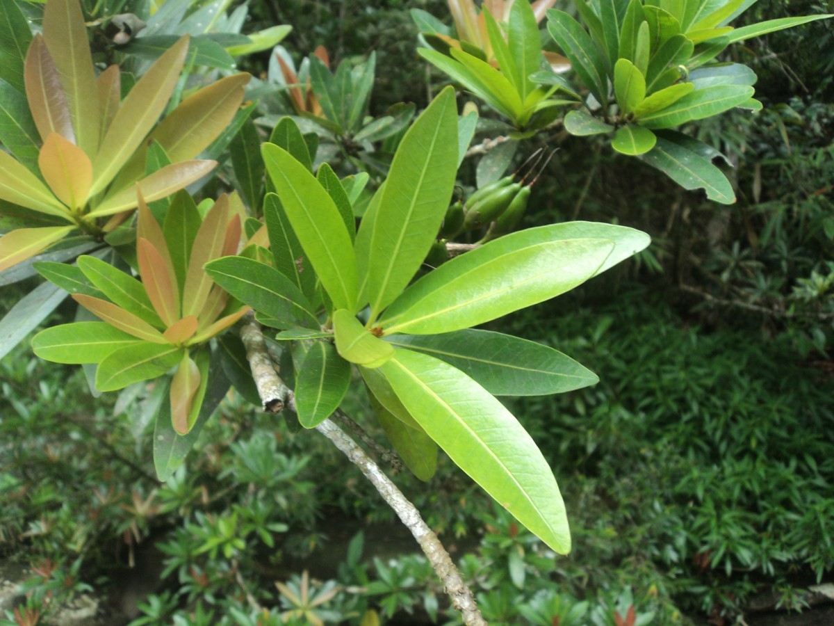 Flora of Sri Lanka