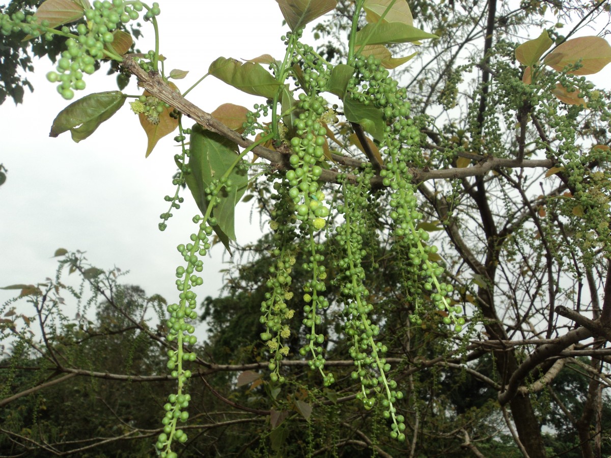 Flora of Sri Lanka