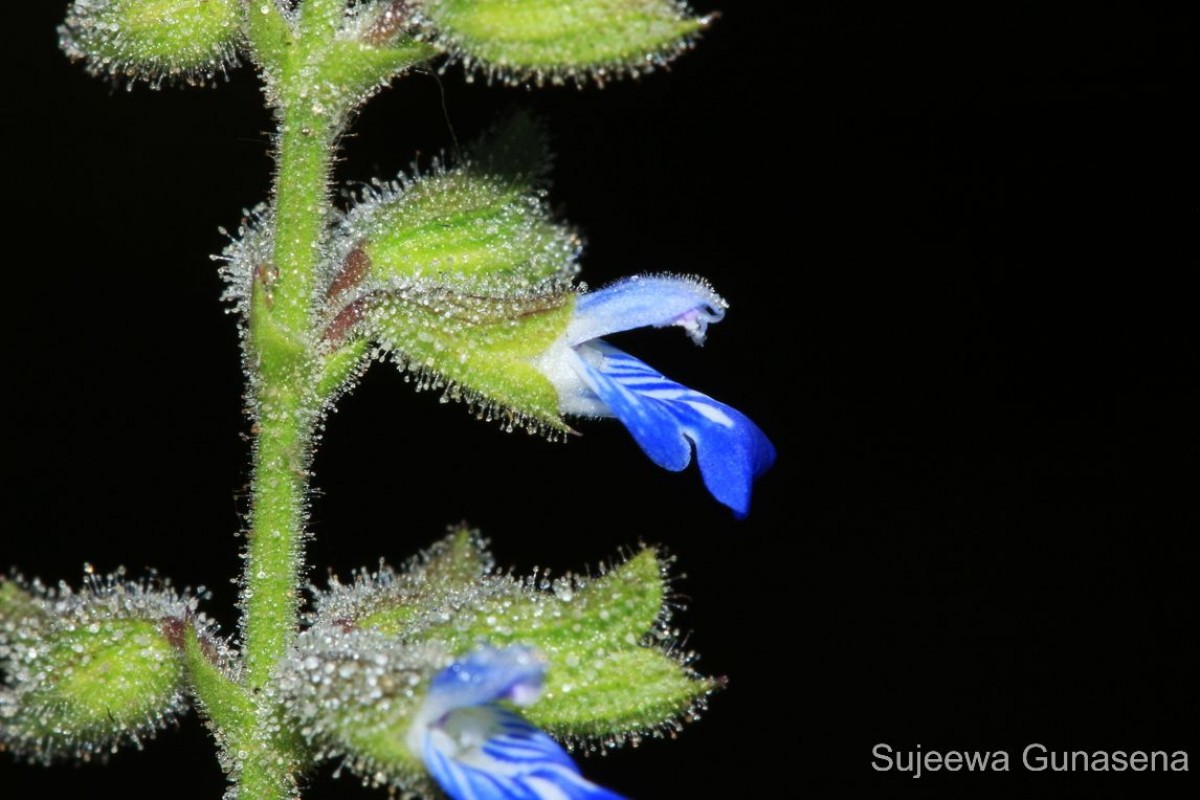 Flora of Sri Lanka