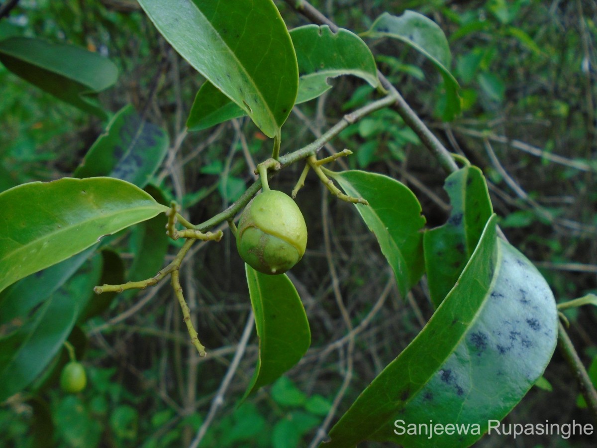 Flora of Sri Lanka