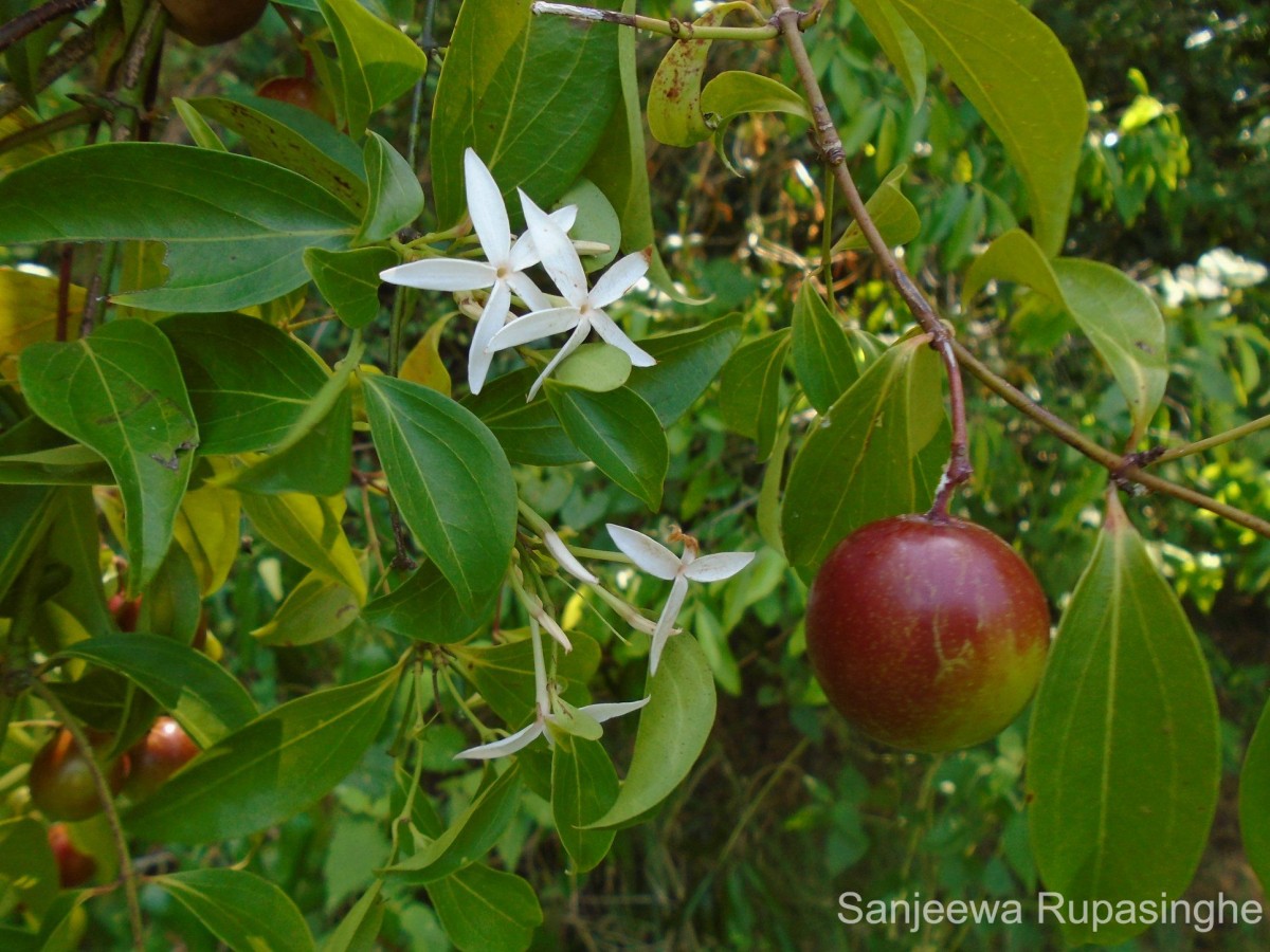 Flora of Sri Lanka