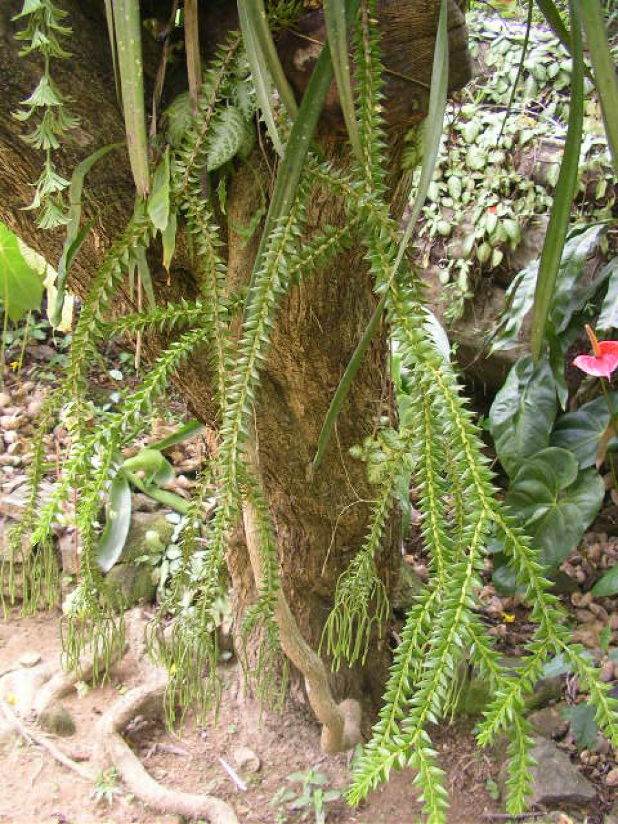 Flora of Sri Lanka