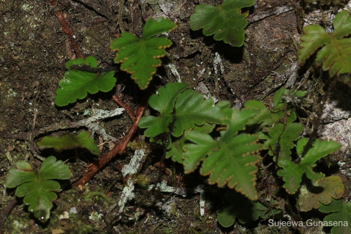 Flora of Sri Lanka