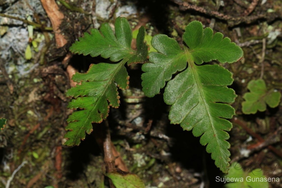 Flora of Sri Lanka