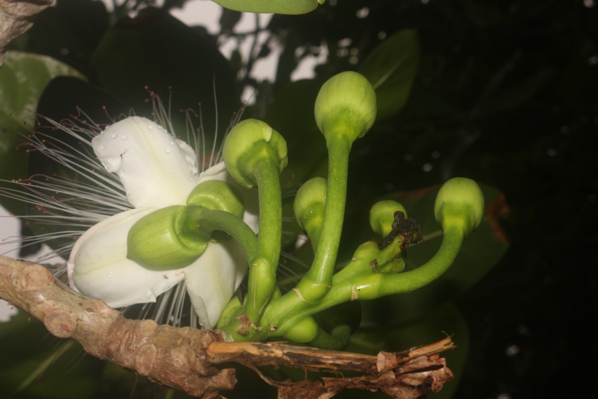 Flora of Sri Lanka