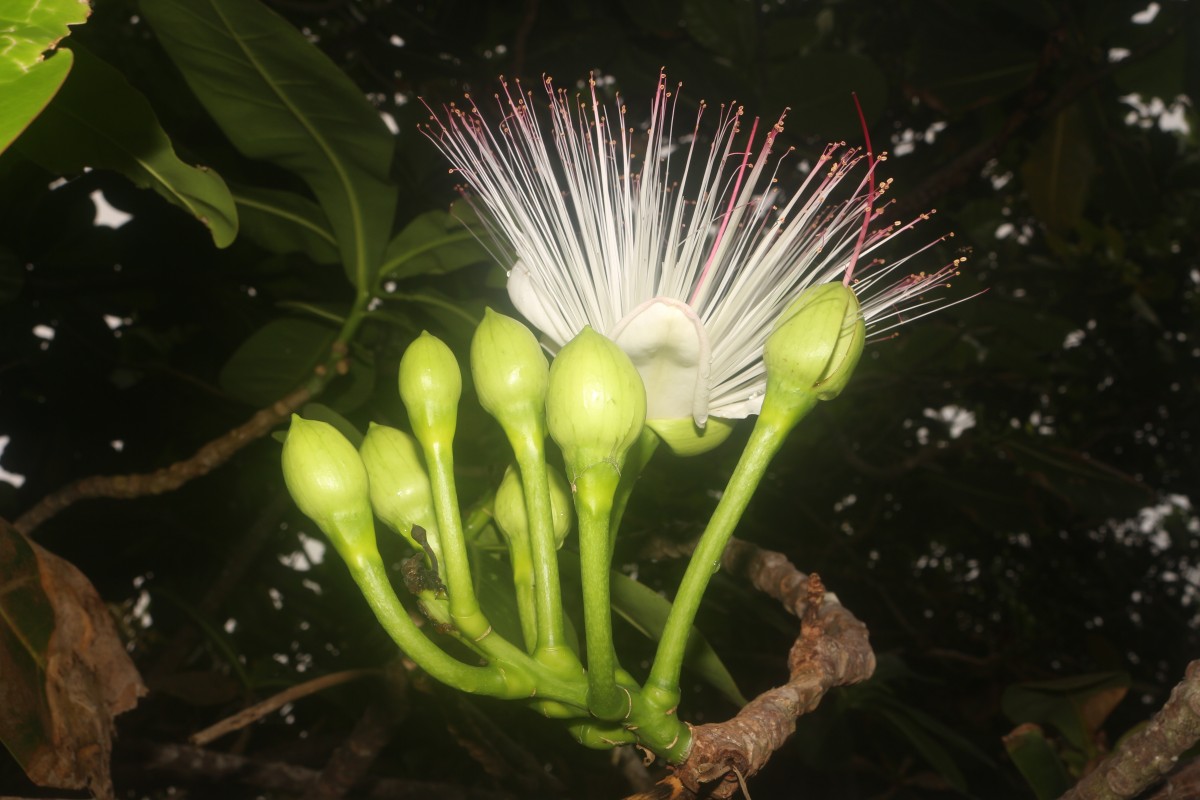 Flora of Sri Lanka
