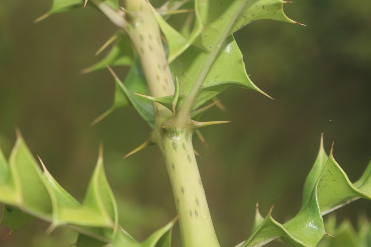 Flora of Sri Lanka